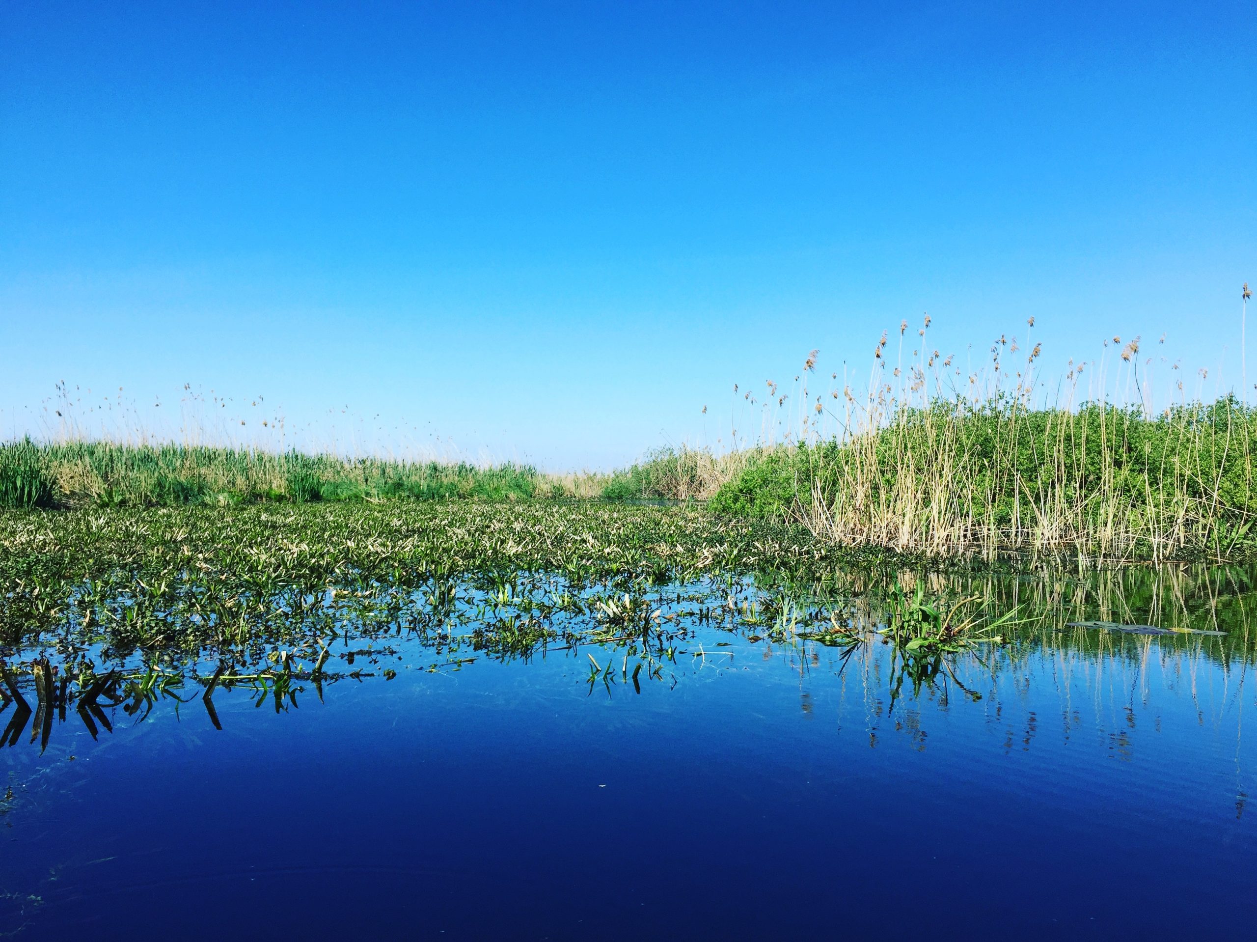 Cel mai mare peste prins in Romania. Cel mai mare peste prins pe Dunare