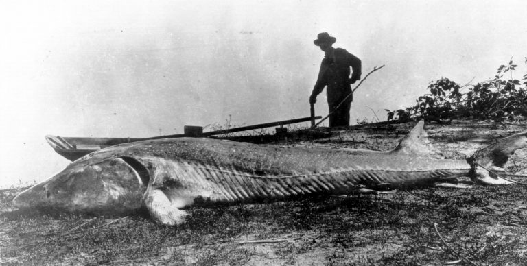 Cel mai mare peste prins in Romania. Cel mai mare peste prins pe Dunare