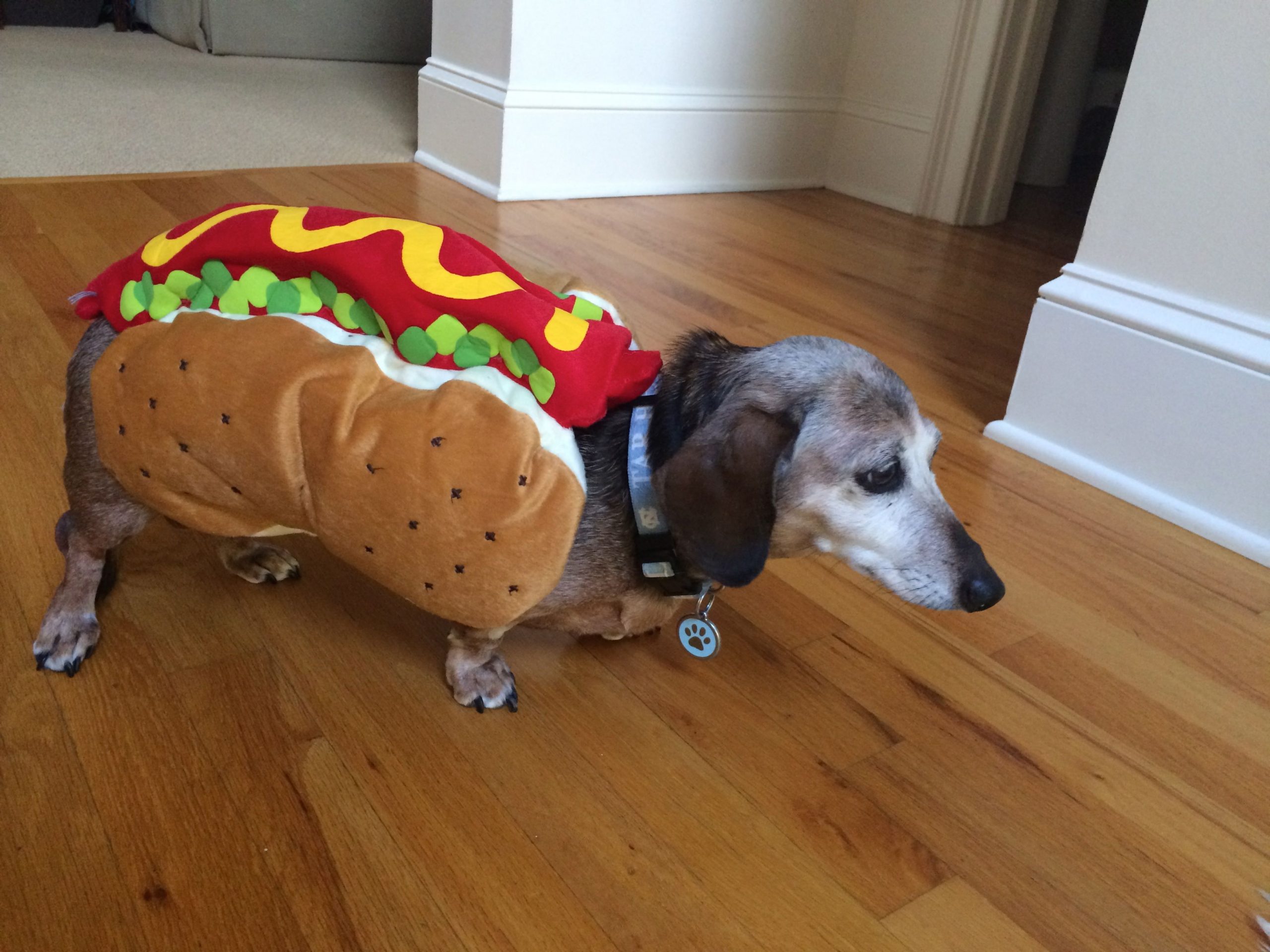 De Unde Vine Denumirea De Hot dog Ce Inseamna Caine Cald 