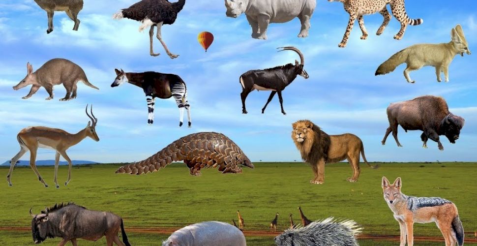 Care este singurul mamifer care nu poate sări? Mamifer