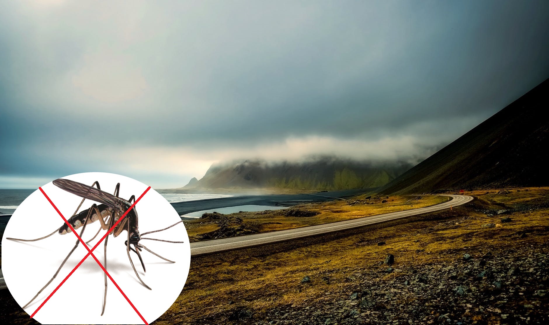 Tantari. Care este singura țară unde nu există țânțari?