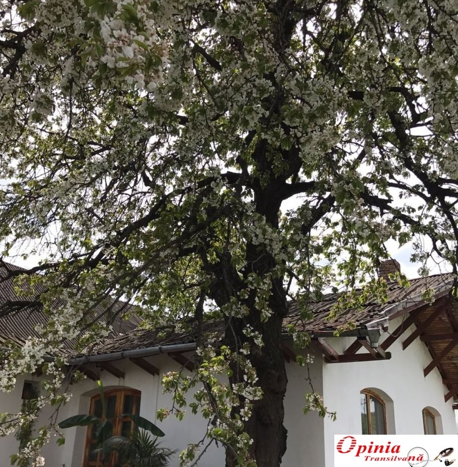 Cel mai mare cireș din Europa se află în România. Povestea ciresului