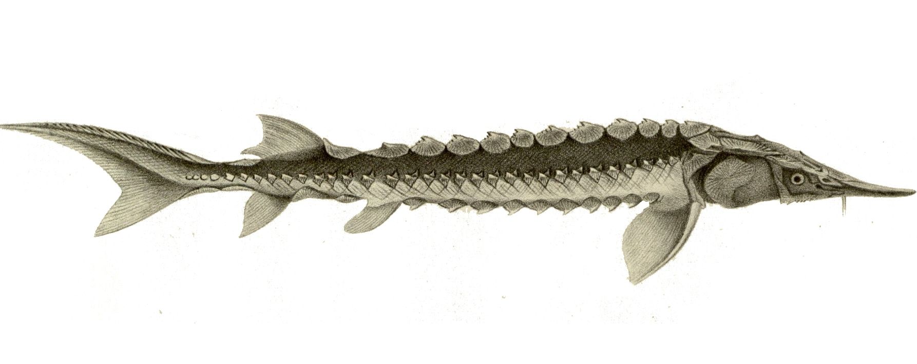 De ce sunt icrele negre sunt atât de scumpe? Totul despre caviar