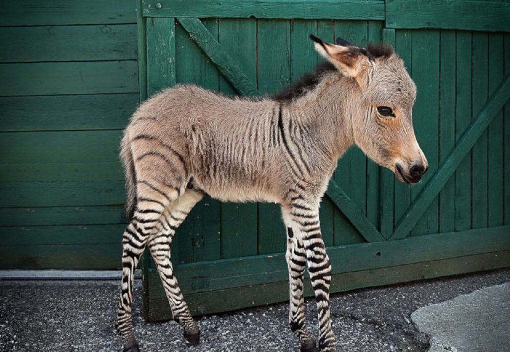 Animale hibride. Cum arată Ligru, încrucișarea dintre un leu și un tigru?