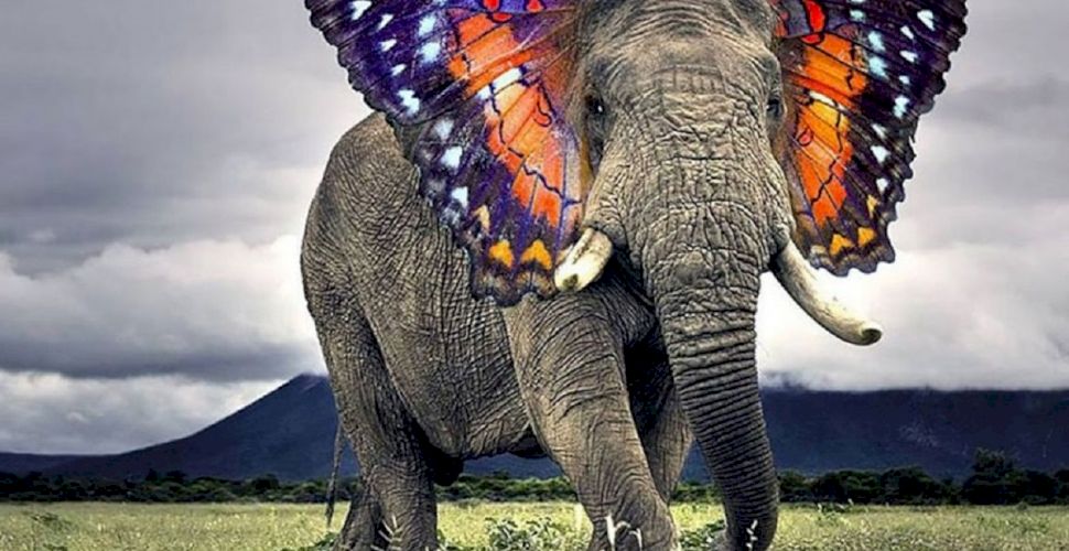 Animale hibride. Cum arată Ligru, încrucișarea dintre un leu și un tigru?