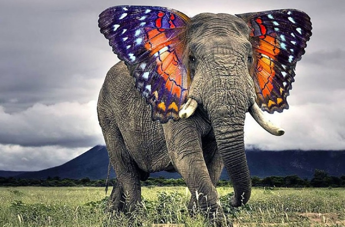 Animale hibride. Cum arată Ligru, încrucișarea dintre un leu și un tigru?