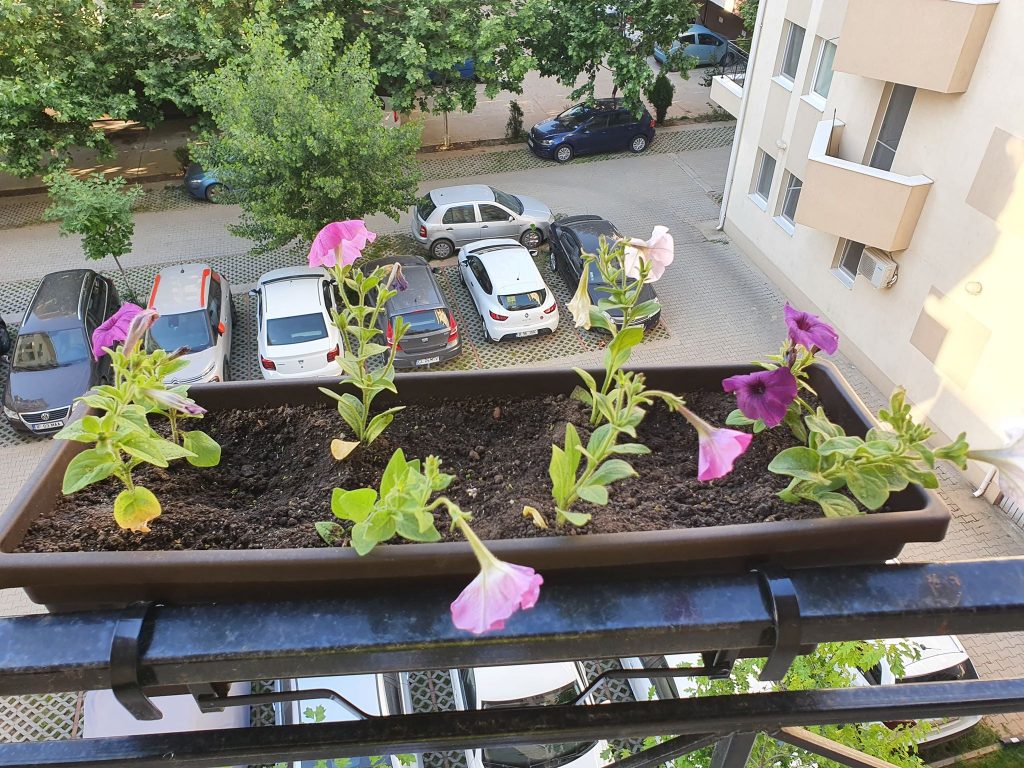 Trucuri simple pentru udat florile când ești plecat de acasă