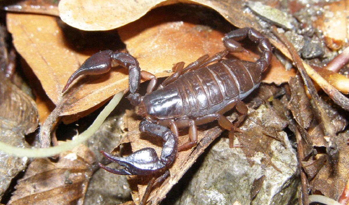 Există scorpioni în România? Cât de veninoși sunt?