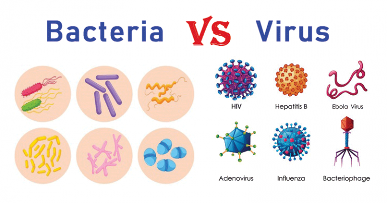 Care este diferența dintre virus și bacterie? Totul despre virusi si ...