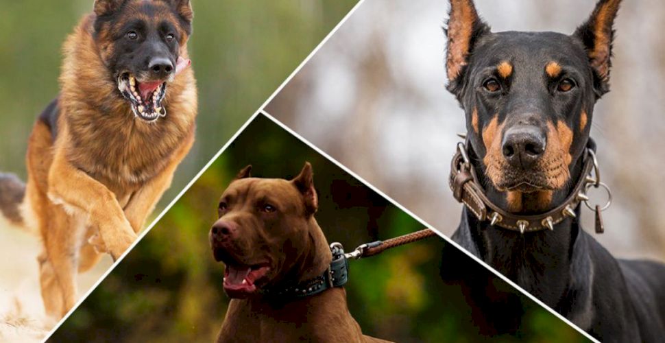 Care este singura rasă de câine care nu latră?