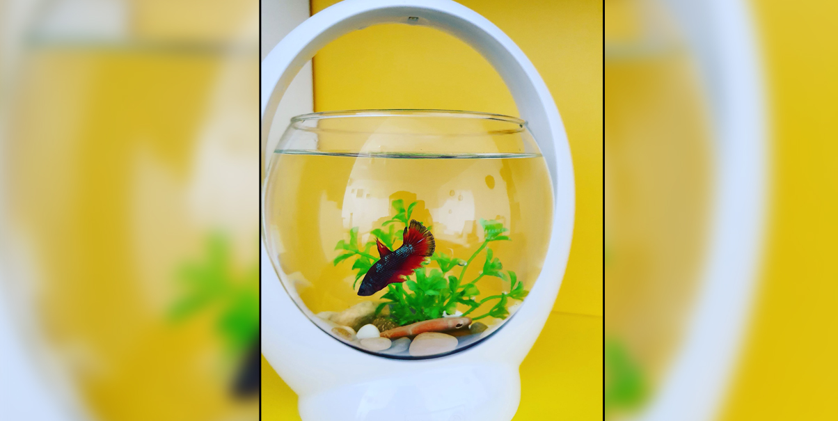 De ce fac peștii bule în acvariu? Explicatia pentru care pestii fac bule