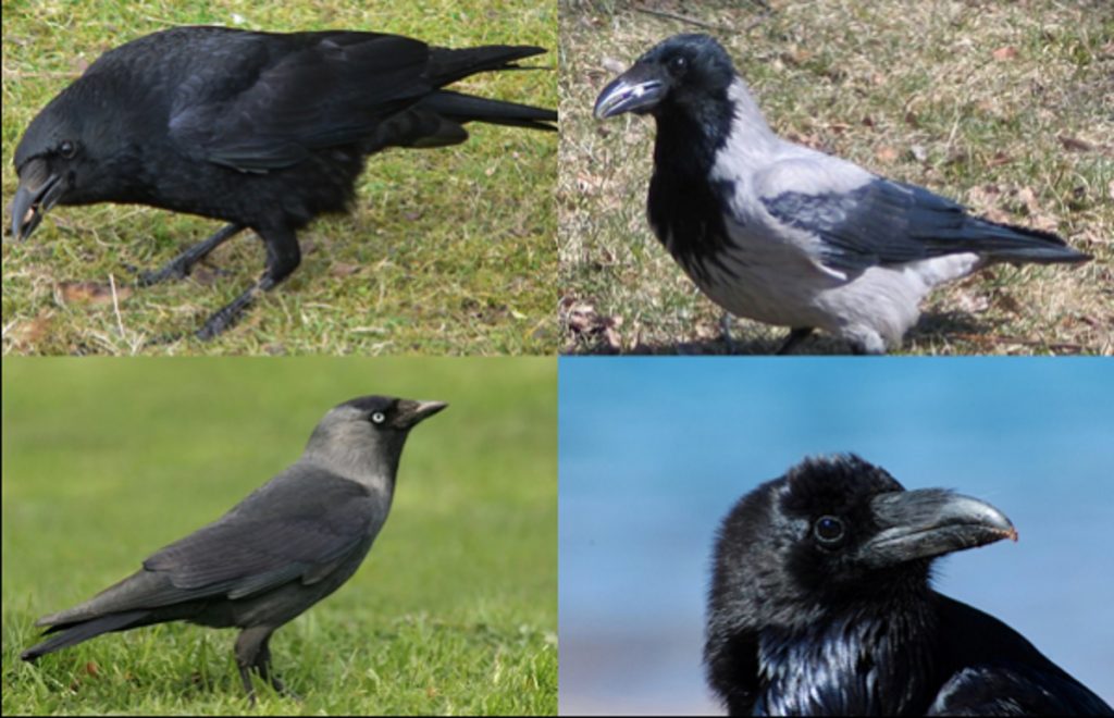 Vulturul umblă cu cioara vopsită?