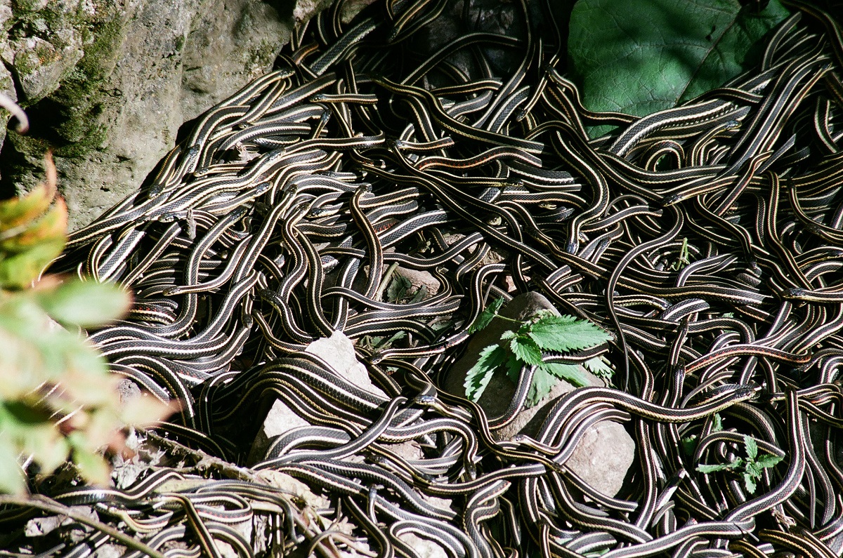 Care este așezarea din România care se numea "Locul Plin de Şerpi"?