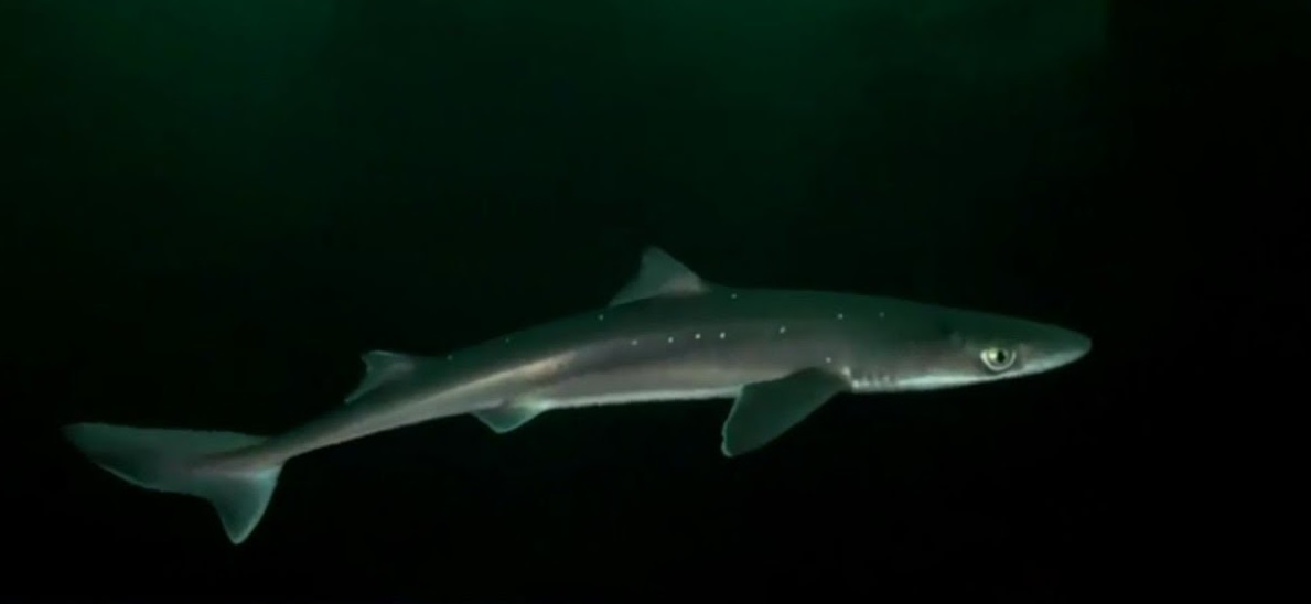 Ce specie de rechin trăiește în apele adânci ale Mării Negre?