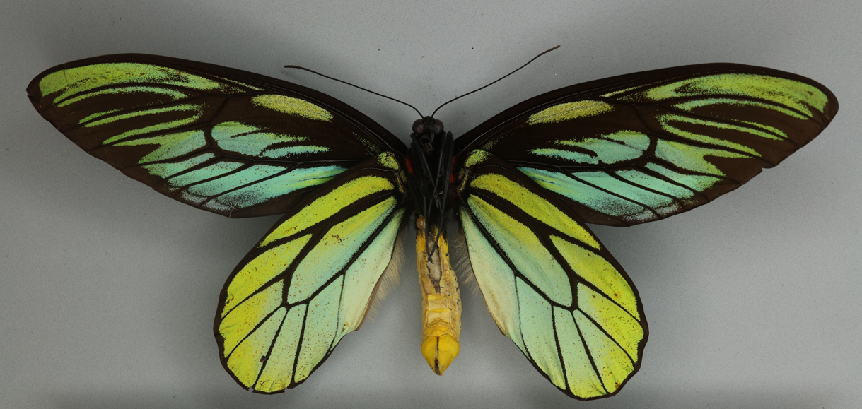 Care este cel mai mare fluture din lume? Ce mărime are?