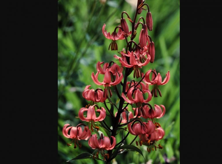 Ce plante sunt ocrotite de lege în România? Cum arată acestea?