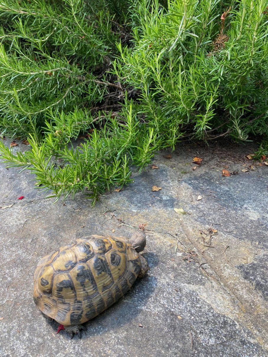 Curiozități despre broasca țestoasă. Cea mai mare broască țestoasă
