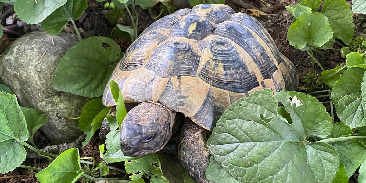 Curiozități despre broasca țestoasă. Cea mai mare broască țestoasă