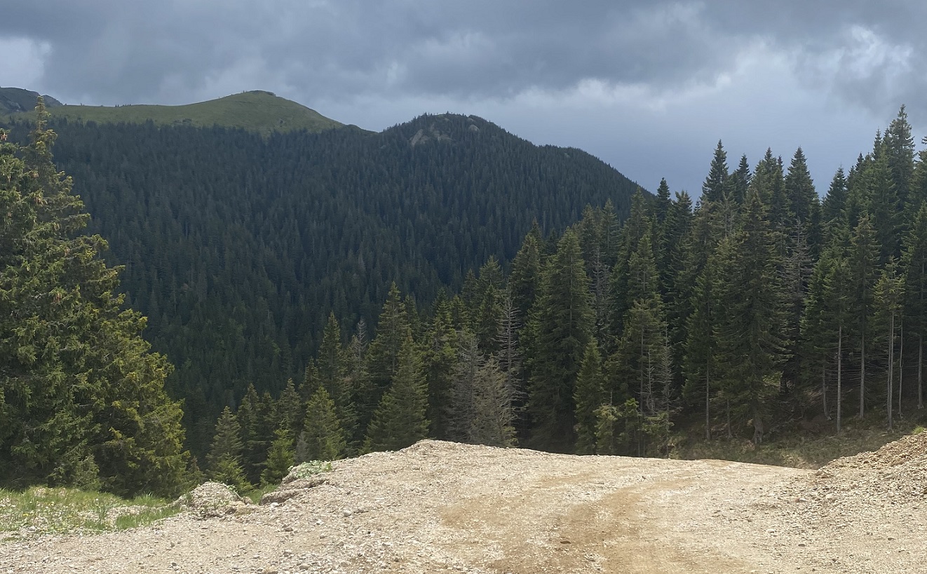 Curiozități despre păduri. Câți copaci sunt tăiați anual pe Glob?