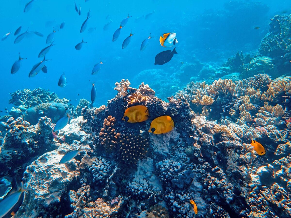 De ce este atât de sărată apa mărilor și a oceanelor?