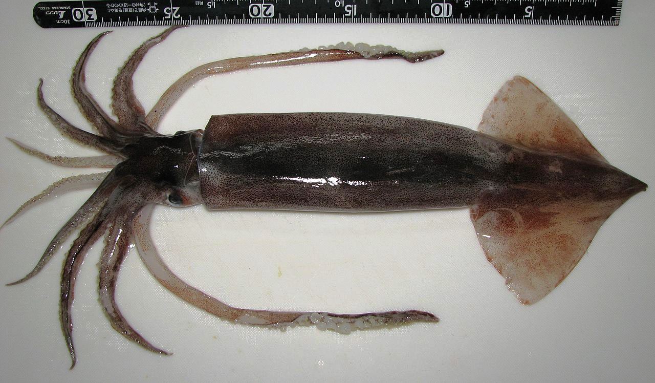 Calamar. Ce este calamarul? Rețetă populară de calamar