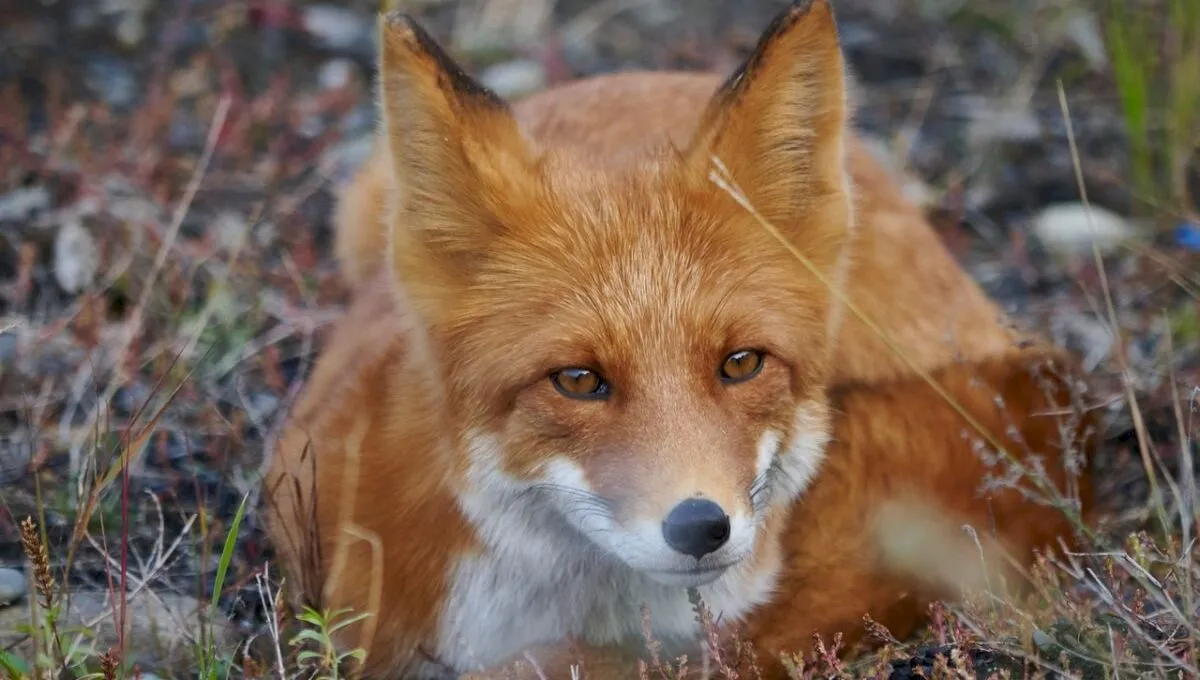 15 lucruri interesante despre vulpe pe care sigur nu le știai