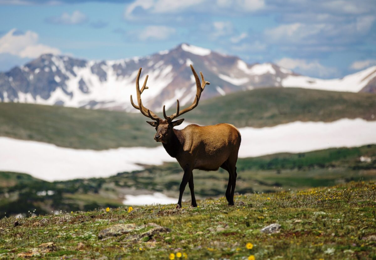 Curiozități despre cerbi de care sigur nu ai mai auzit