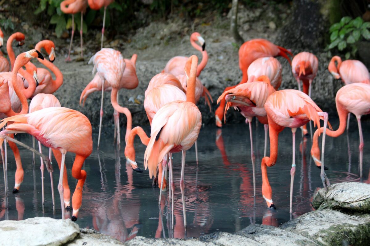 De ce păsările flamingo sunt roz?