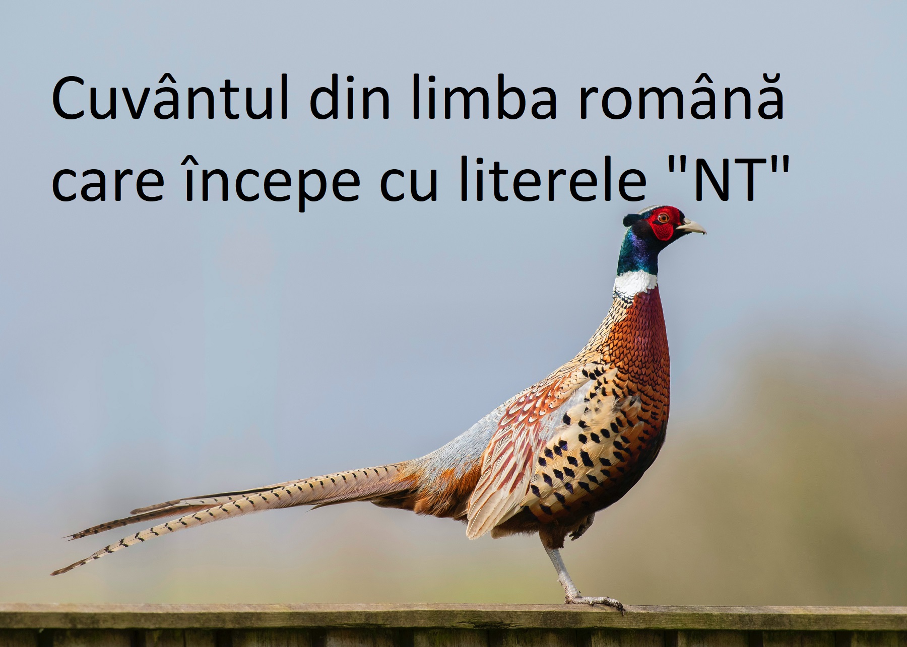 Nu te mai poate închide nimeni la fazan cu „NT”