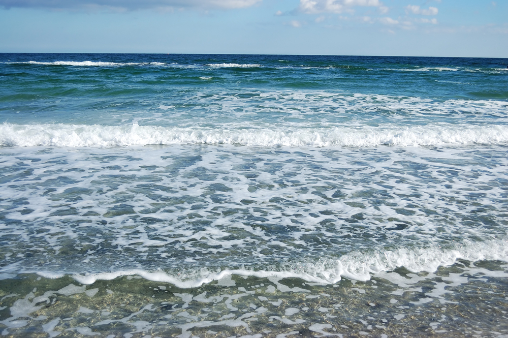 Ce pești trăiesc în Marea Neagră? Care sunt cei mai cunoscuți?