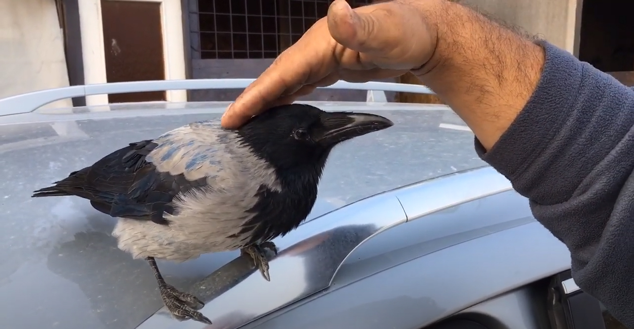 De unde vine expresia "a umbla cu cioara vopsită"?