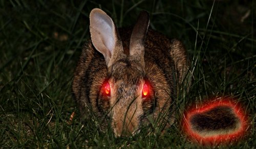 De ce nu mănâncă Rromii carne de iepure?