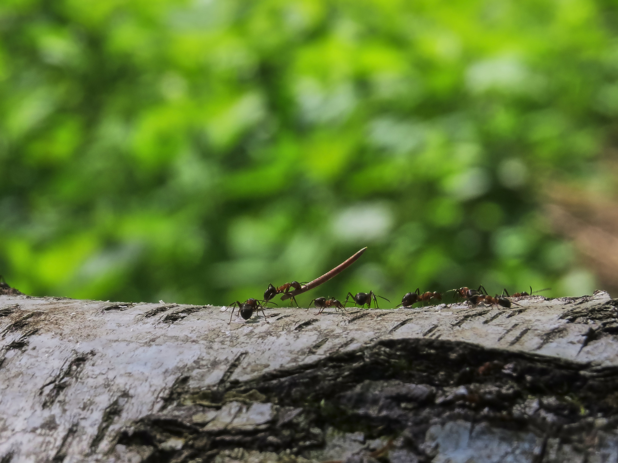 Curiozități despre furnici. Cât de mare este cea mai mare furnică?